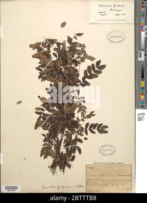Calliandra purpurea L Benth Calliandra purpurea L Benth Stock Photo - Alamy