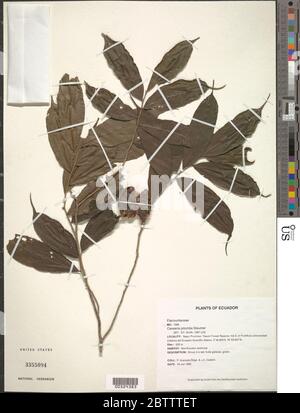 Casearia pitumba Sleumer Stock Photo - Alamy