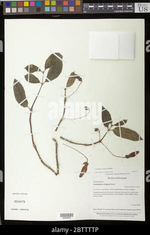 Columnea strigosa Benth Columnea strigosa Benth Stock Photo - Alamy