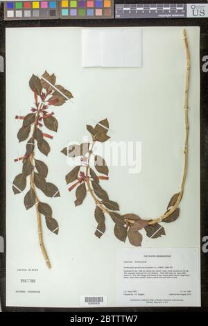 Columnea x hybrid Columnea x hybrid Stock Photo - Alamy