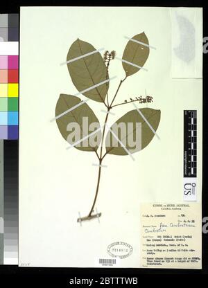 Combretum sp Combretum sp Stock Photo - Alamy