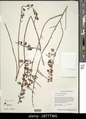 Comolia microphylla Benth Comolia microphylla Benth Stock Photo - Alamy