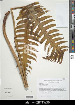 Cyathea horrida L Sm Cyathea horrida L Sm Stock Photo - Alamy