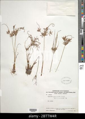 Cyperus sphacelatus Rottb Stock Photo - Alamy