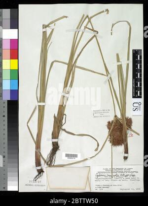 Cyperus compactus Retz Cyperus compactus Retz Stock Photo - Alamy