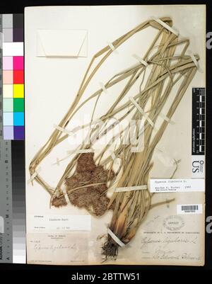 Cyperus ligularis L Cyperus ligularis L Stock Photo - Alamy