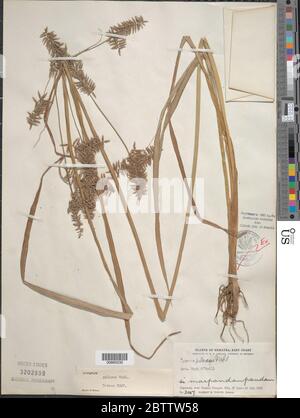 Cyperus pilosus Vahl Cyperus pilosus Vahl Stock Photo - Alamy