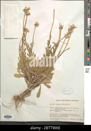 Dimorphotheca nudicaulis L DC Dimorphotheca nudicaulis L DC Stock Photo ...