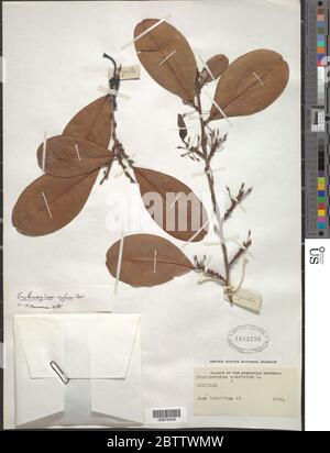 Erythroxylum rufum Cav Erythroxylum rufum Cav Stock Photo - Alamy