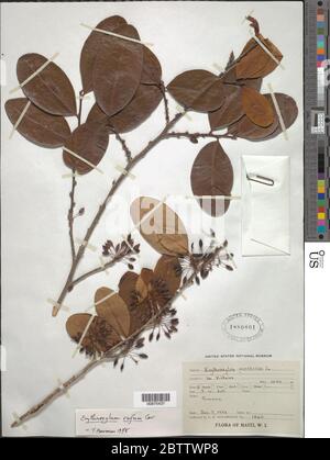 Erythroxylum rufum Cav Erythroxylum rufum Cav Stock Photo - Alamy