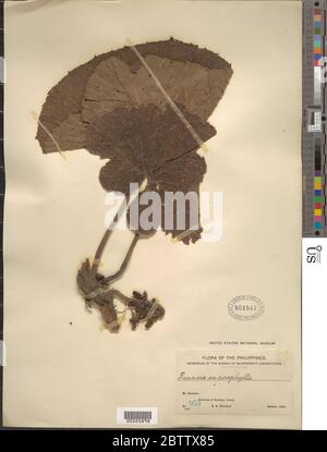 Gunnera macrophylla Blume Gunnera macrophylla Blume Stock Photo - Alamy