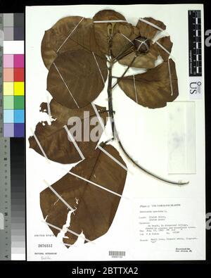 Guettarda speciosa L Guettarda speciosa L Stock Photo - Alamy