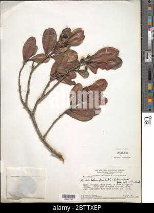 Humiria balsamifera f attenuata Cuatrec Humiria balsamifera f attenuata ...