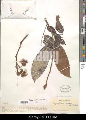 Inga nobilis subsp nobilis Stock Photo - Alamy