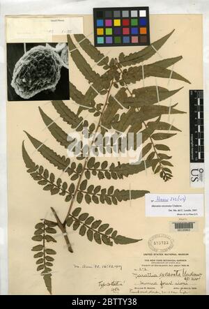 Marattia excavata Underw Marattia excavata Underw Stock Photo - Alamy