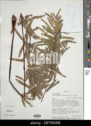 Pityrogramma trifoliata L RM Tryon Pityrogramma trifoliata L RM Tryon ...