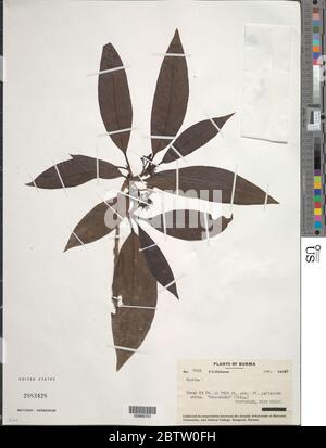 Randia sp Randia sp Stock Photo - Alamy