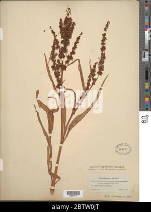 Rumex mexicanus Meisn Rumex mexicanus Meisn Stock Photo - Alamy
