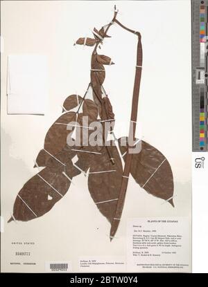 Senna sp Senna sp Stock Photo - Alamy