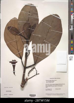 Tabebuia insignis var monophylla Sandwith Tabebuia insignis var ...