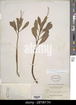 Talinum fruticosum L Juss Talinum fruticosum L Juss Stock Photo - Alamy