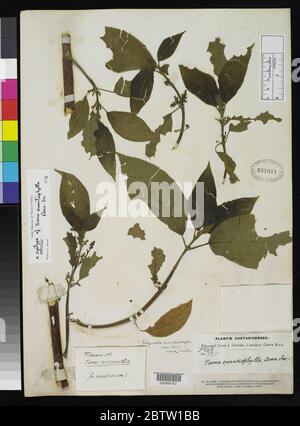 Trema enantiophylla Donn Sm Trema enantiophylla Donn Sm Stock Photo - Alamy