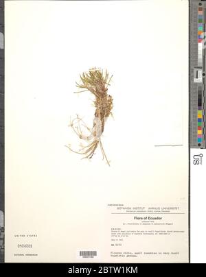 Werneria pygmaea complex graminifolia Werneria pygmaea complex ...