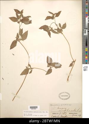 Werneria pygmaea complex Werneria pygmaea complex Stock Photo - Alamy