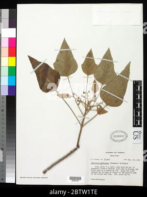 The Candlenut (Aleurites moluccana) is a tropical tree native to ...