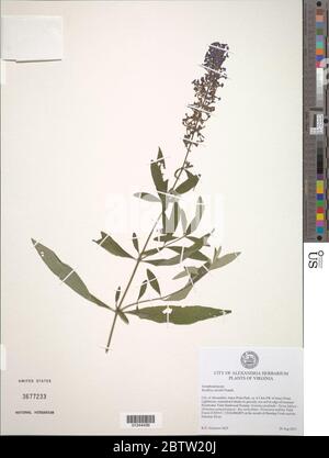 Buddleja davidii Franch Buddleja davidii Franch Stock Photo - Alamy