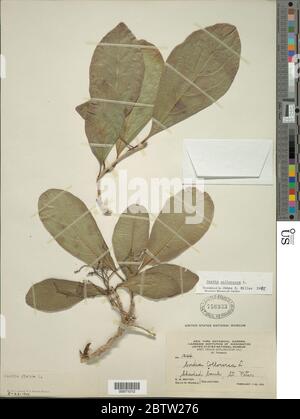 Cordia collococca L Stock Photo - Alamy