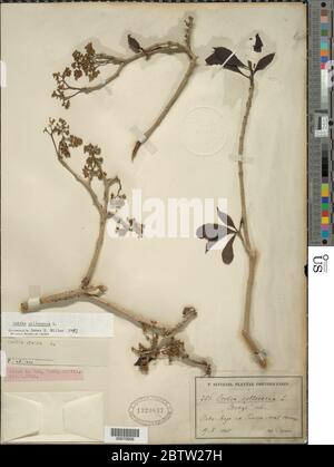 Cordia collococca L Stock Photo - Alamy