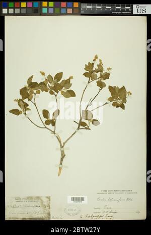 Croton humilis L Croton humilis L Stock Photo - Alamy