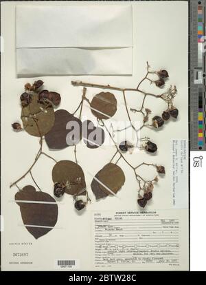 Cordia obliqua Willd Cordia obliqua Willd Stock Photo - Alamy