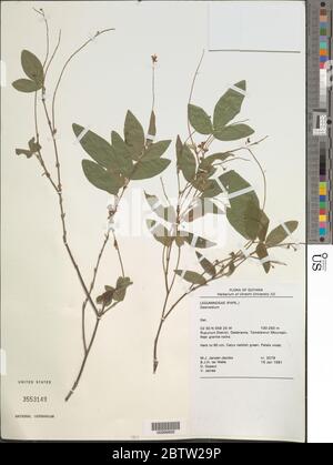 Desmodium sp Desmodium sp Stock Photo - Alamy