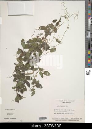Galactia dubia DC Galactia dubia DC Stock Photo - Alamy