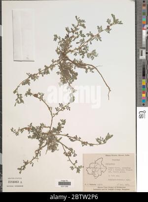Indigofera sp Indigofera sp Stock Photo - Alamy