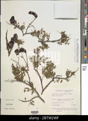 Libidibia coriaria Jacq Schltdl Libidibia coriaria Jacq Schltdl Stock ...