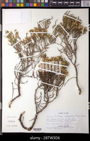 Parastrephia quadrangularis Meyen Cabrera Parastrephia quadrangularis ...