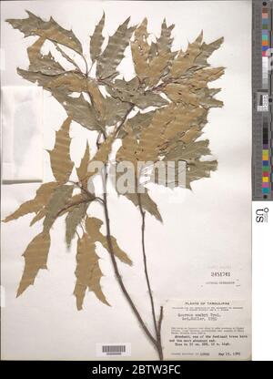Quercus canbyi Trel Stock Photo - Alamy