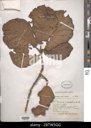 Quercus crassifolia Humb Bonpl Quercus crassifolia Humb Bonpl Stock ...