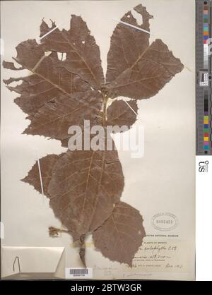 Quercus candicans Ne Quercus candicans Ne Stock Photo - Alamy