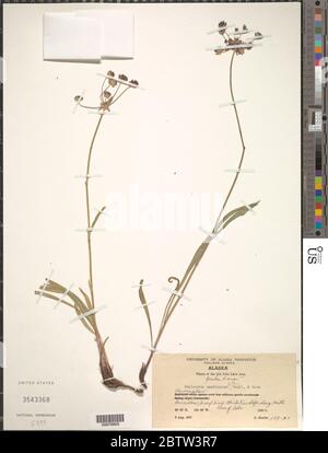 Bupleurum americanum Coult Rose Bupleurum americanum Coult Rose Stock ...