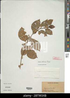 Solanum arboreum Dunal Solanum arboreum Dunal Stock Photo - Alamy