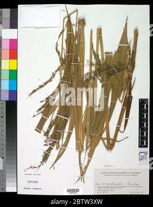 Setaria sp Setaria sp Stock Photo - Alamy