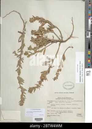 Camissoniopsis hirtella Greene WL Wagner Hoch Camissoniopsis hirtella Greene WL Wagner Hoch ...