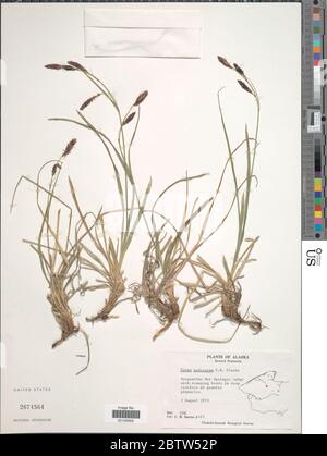 Carex podocarpa Aiton Stock Photo - Alamy