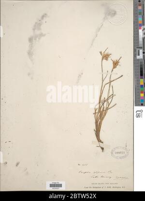 Carpha alpina Aiton Stock Photo - Alamy