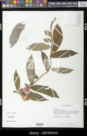 Columnea dissimilis CV Morton Columnea dissimilis CV Morton Stock Photo ...