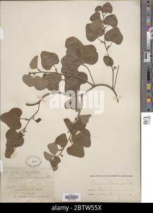 Cocculus carolinus L DC Cocculus carolinus L DC Stock Photo - Alamy